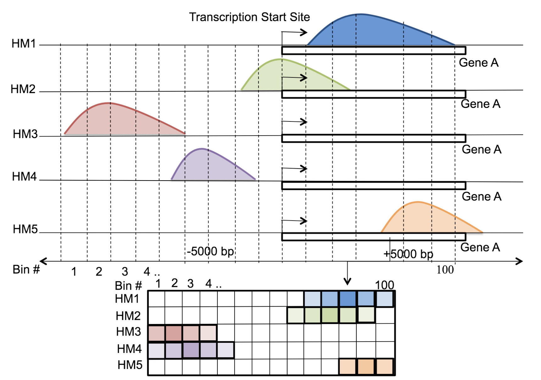 Bioinformatics - DeepChrome- deep-learning for predicting gene ...